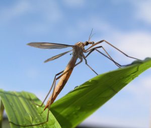Why Do Some Mosquitoes Have Long Legs? (Such As A Giant Crane Fly)