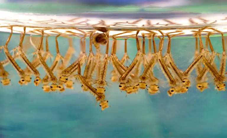 Where Do Mosquitoes Lay Their Eggs? Do They Breed In Water?